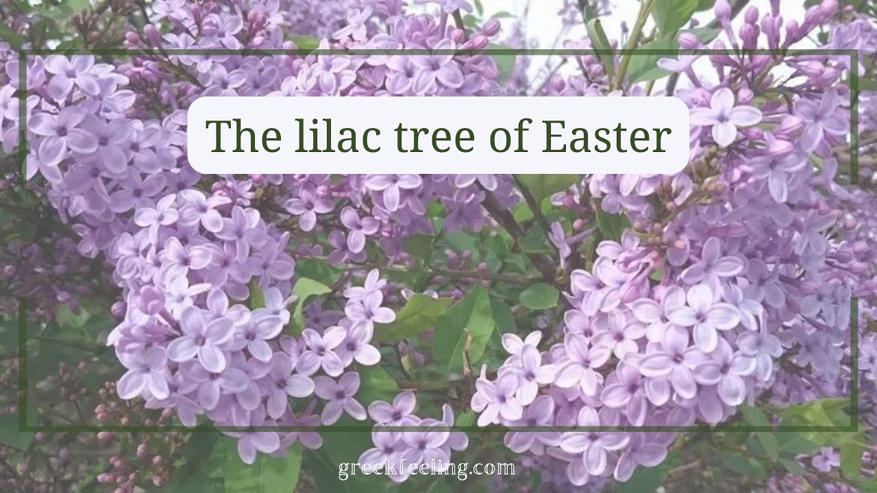 The lilac tree of Easter- A story of religious folk tradition - YouTube