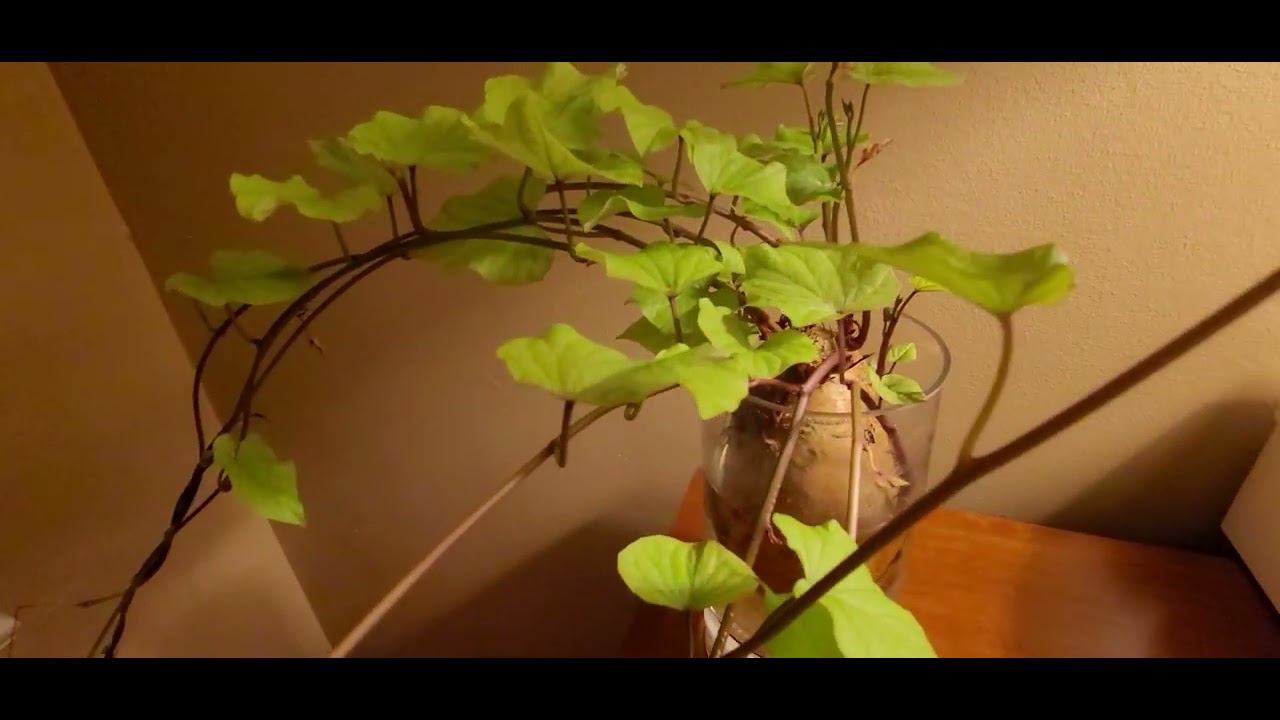 Good night Rocky - YouTube