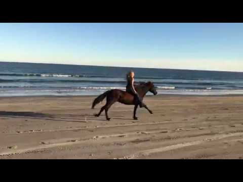 Free Riding on the Beach - Galloping Tackless - YouTube