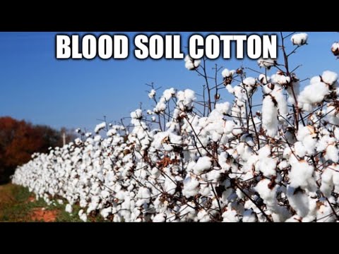 Story of the African American.Blood of the MAAFA