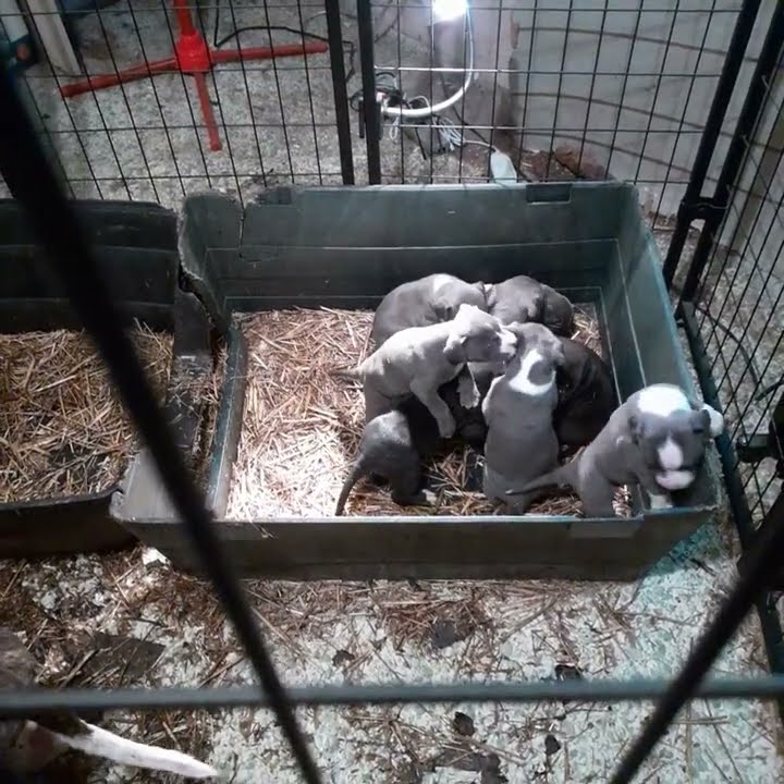 Williams bloodline UKC blue puppies 💙 @APBT-history-from-RPNBk - YouTube