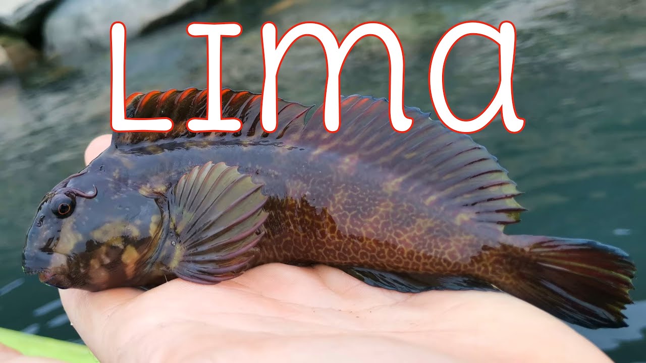 Lima Fishing | Chorrillos | Peru - YouTube