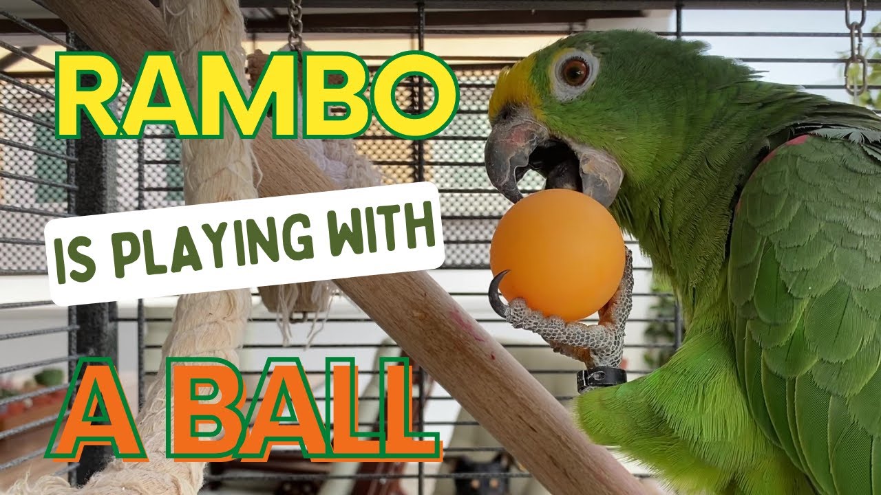 RAMBO IS PLAYING WITH A BALL - YouTube
