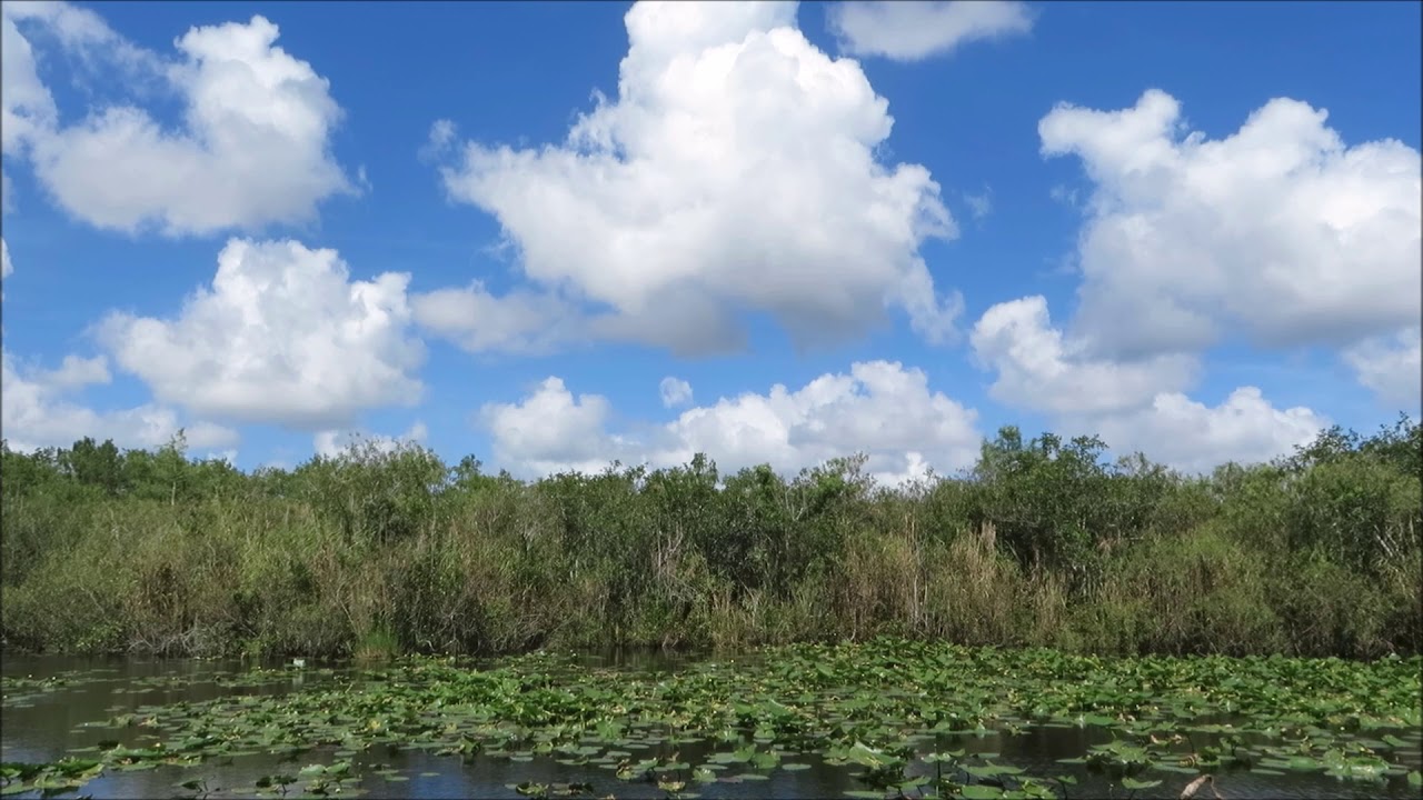 Everglades National Park screensaver 1 (HD - 90 minutes) - YouTube