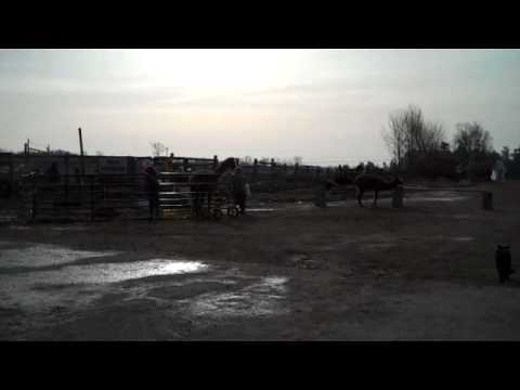 Rounding up the horses! Pinto Valley Ranch, Fitzroy Harbour. - YouTube