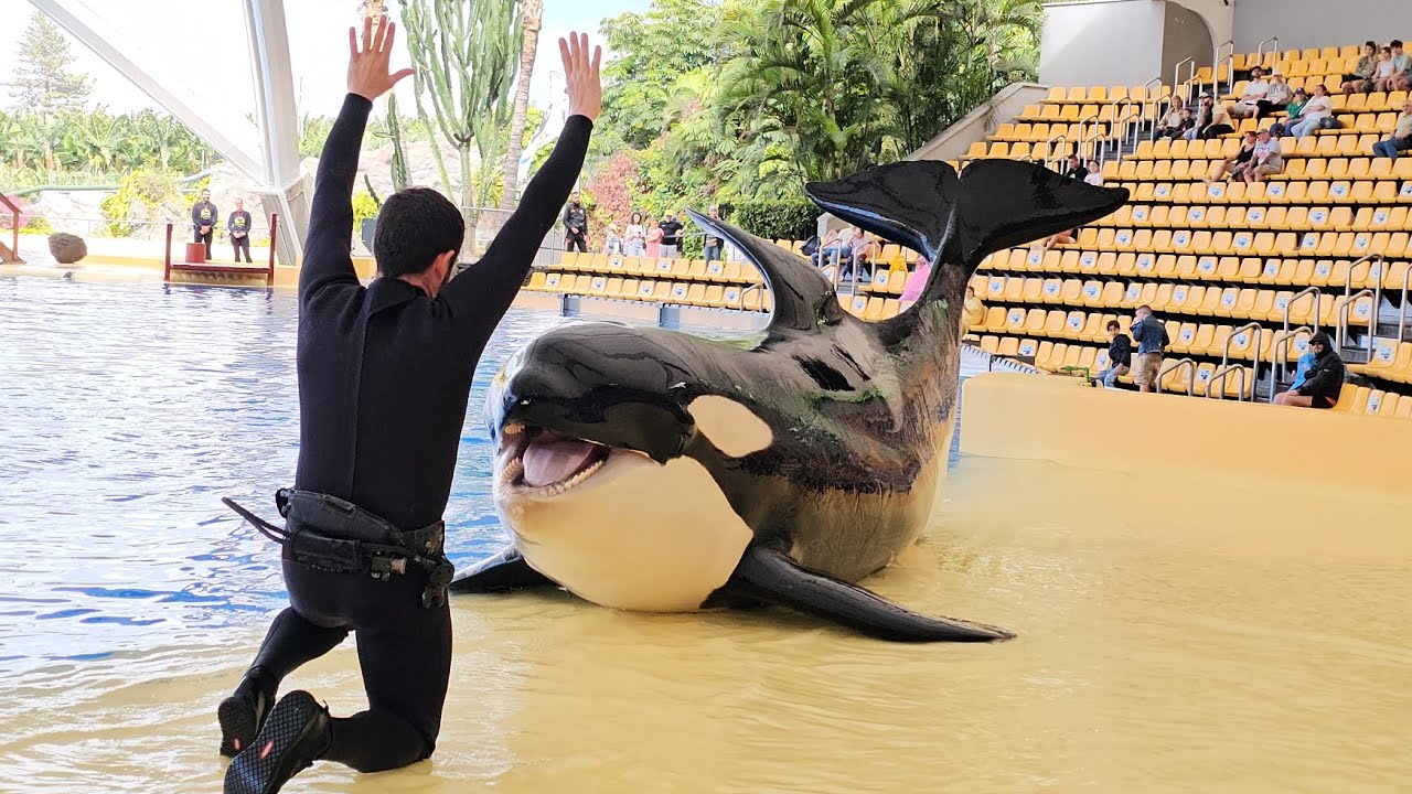 Adán & David 🫶🏽 Loro Parque, OrcaOcean, 28.03.2024 - YouTube