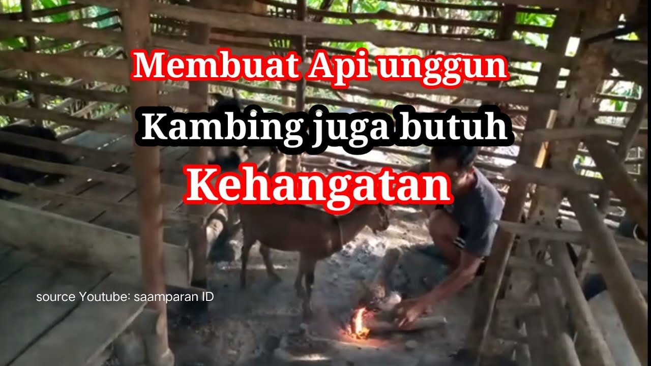 hangatkan kambing dengan api unggun - YouTube
