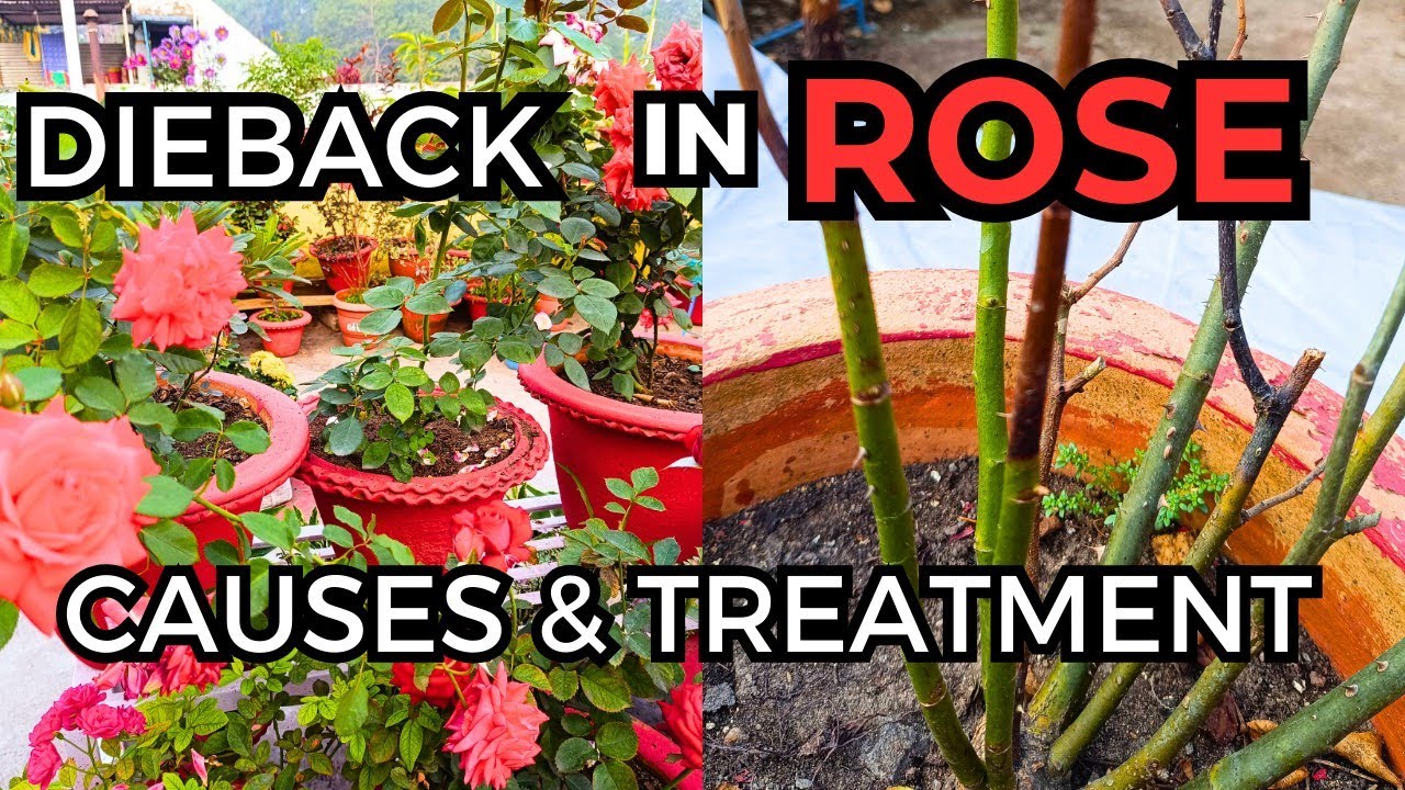 How To Treat Dieback Disease In Rose | Dieback से मरते हुए गुलाब को ...