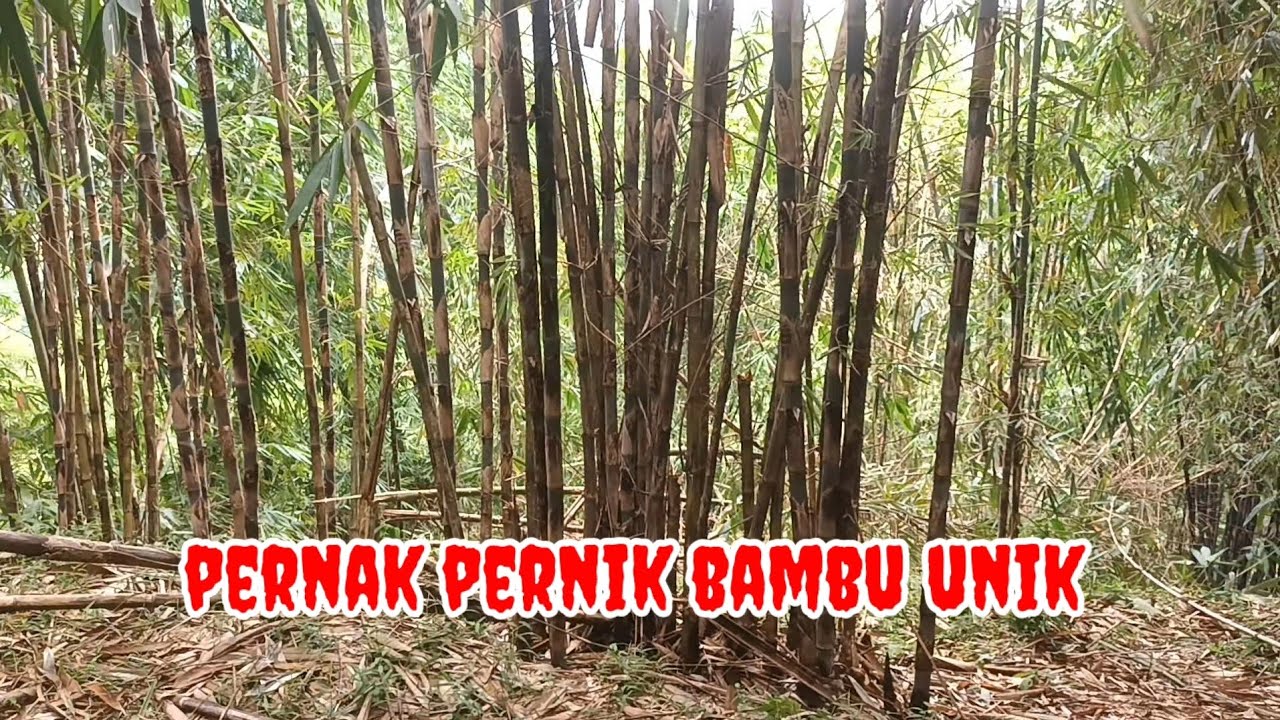 berpetualang‼️ penuh pernak pernik di pencarian bambu petuk dan unik - YouTube