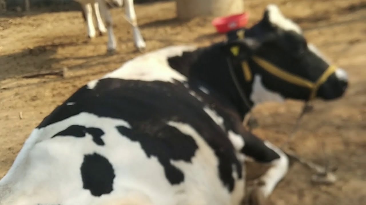 Hf Cow price 80000₹only#अब राजस्थान मैं। Holesten friesian cattle cow ...