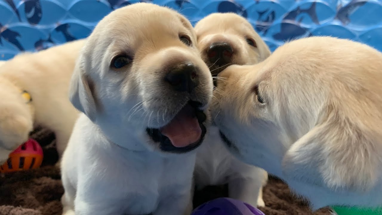 Lab Puppies LIVE STREAM ! Puppy Cam 15 Jun pt 3 - YouTube