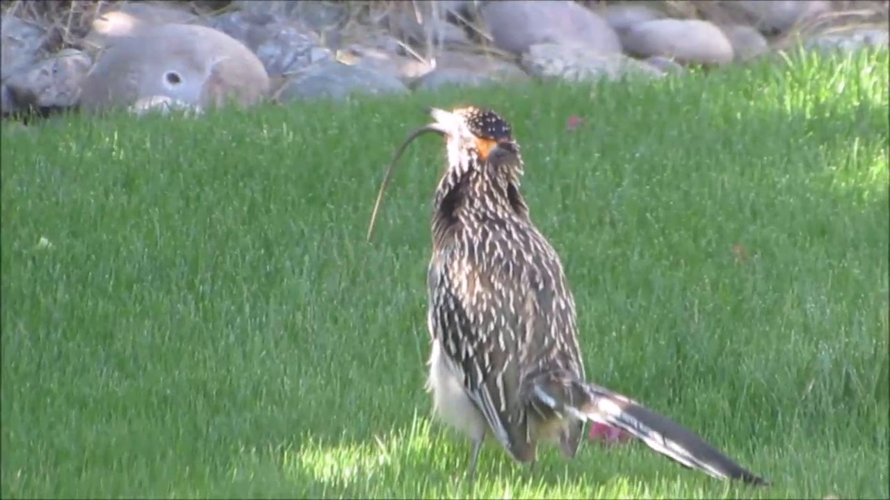 Roadrunner eats Lizard - YouTube