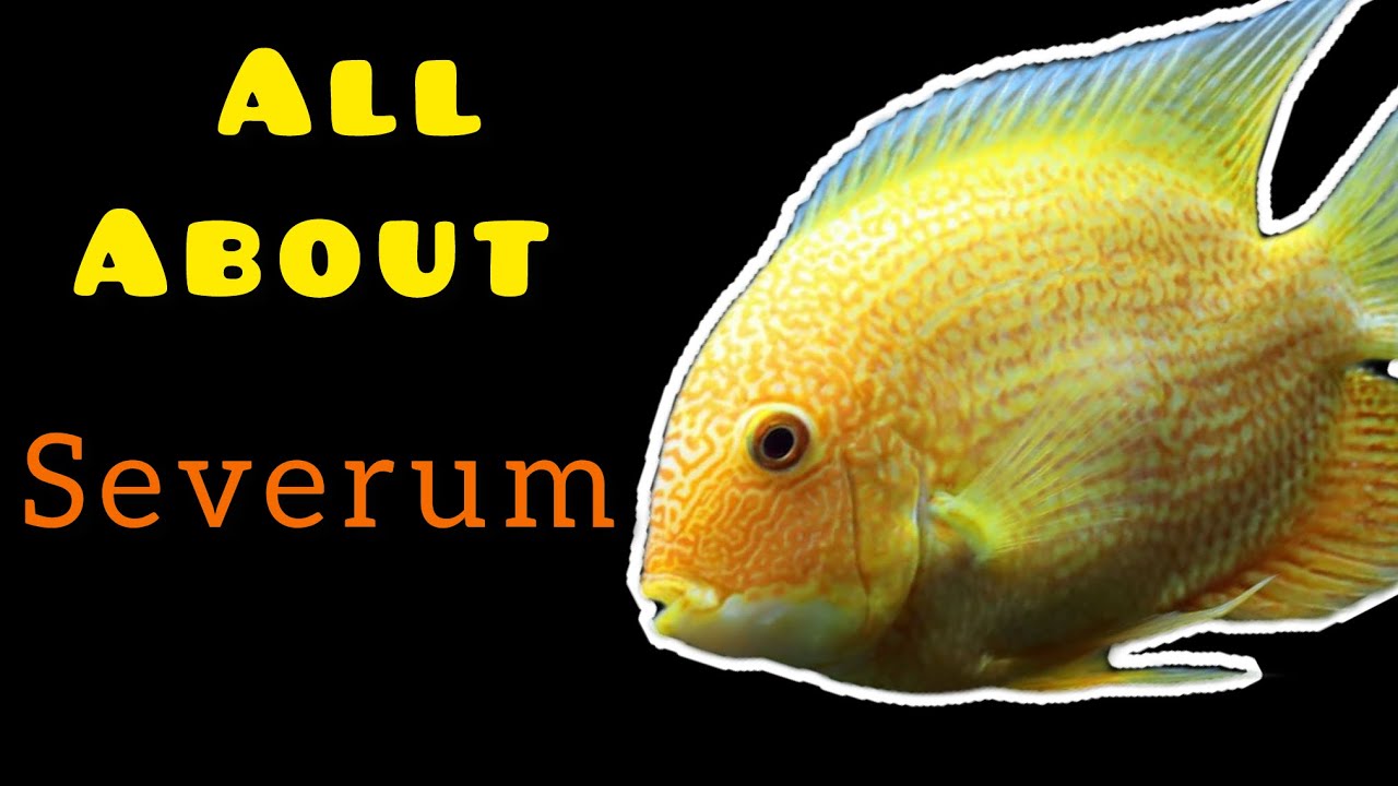 All about severum fish!!! (Care guid) - YouTube