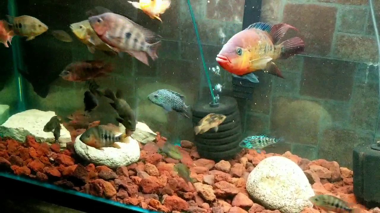 Feeding the pit - YouTube