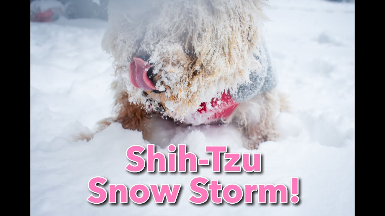 Sparky vs. The Snow: Hilarious Moments in a Winter Wonderland! - YouTube