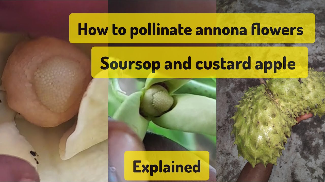 How to pollinate annona flowers (Soursop and Custard apple ) Explained - YouTube