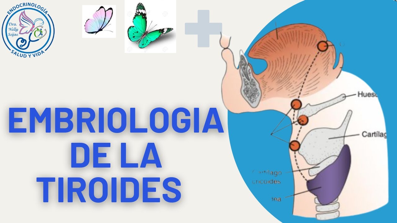 Embriología de la Tiroides . Todo lo que debes saber #anatomy #tips # ...