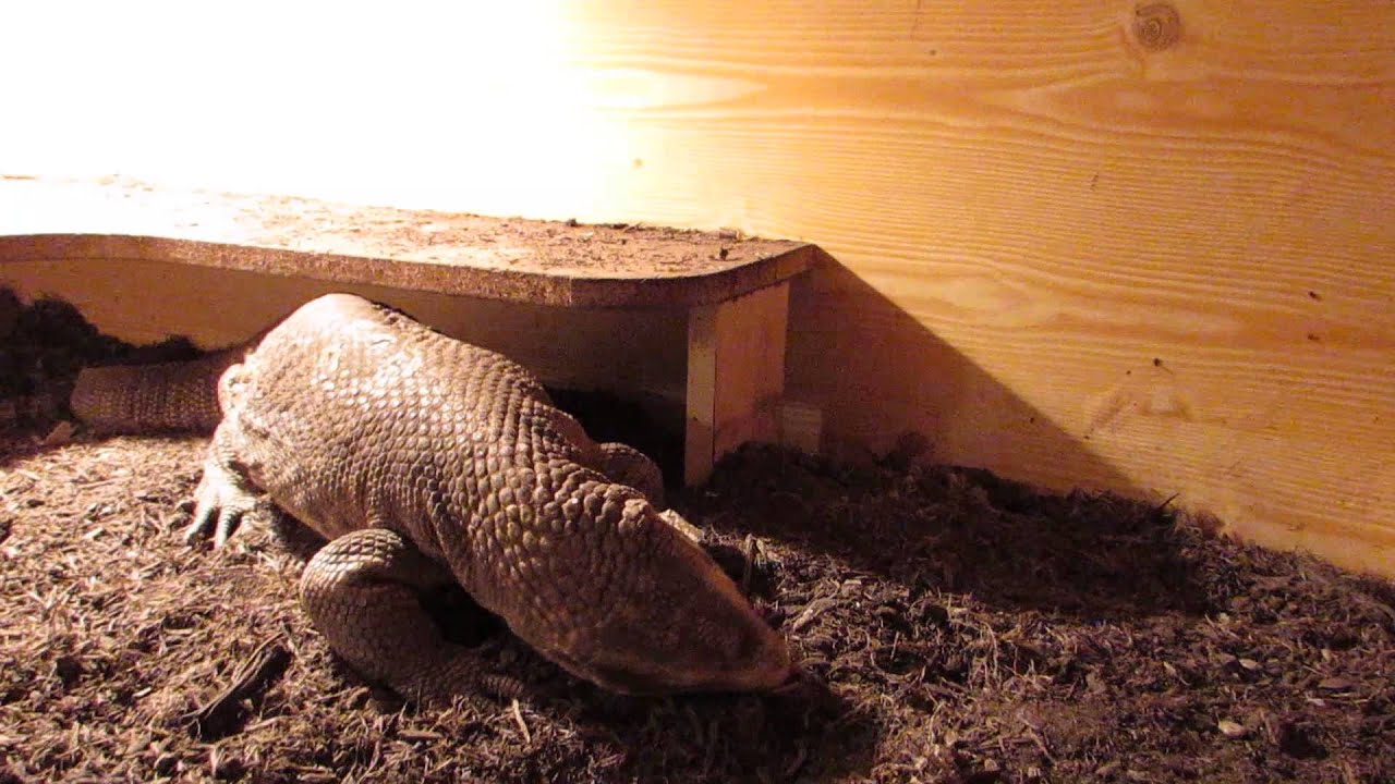 Bosc monitor feeding - YouTube