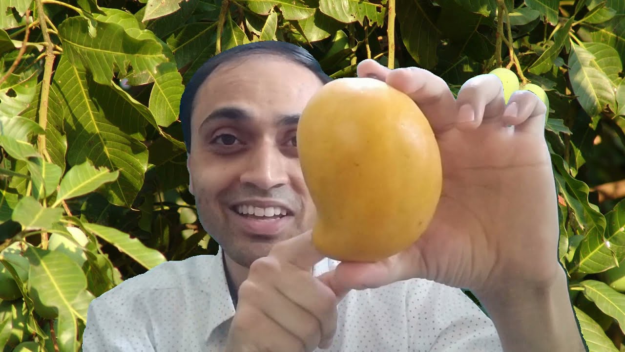 नीलम आम | Neelam Mango - YouTube