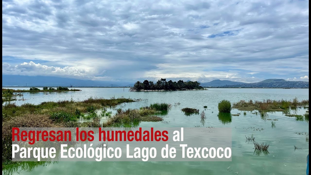 Regresan los humedales al Parque Ecológico Lago de Texcoco - YouTube