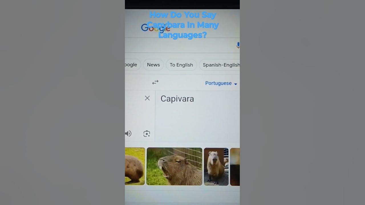 How Do You Say Capybara In Different Languages? - YouTube