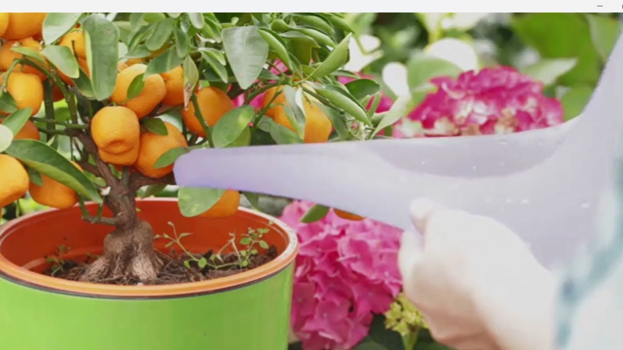 Growing Fruit Trees in Containers - Step-by-Step Guide for Beginners ...