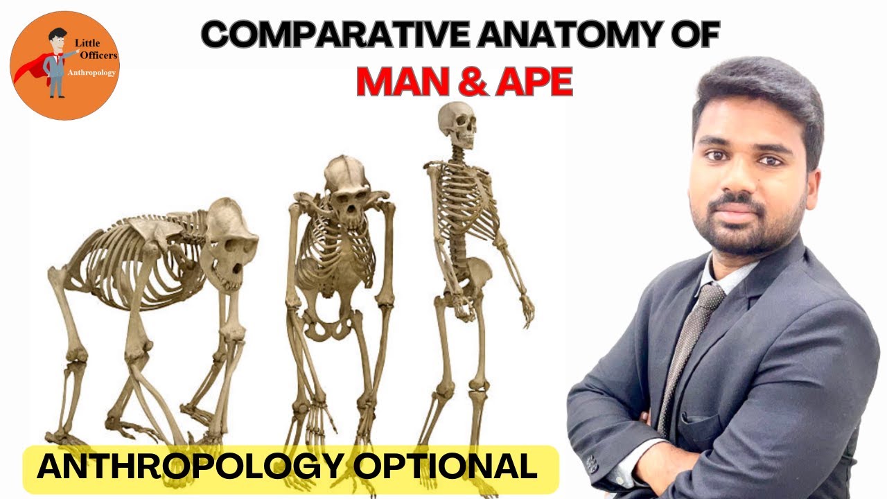 Comparative #Anatomy of #Man and #Ape | #anthropologyoptional for #UPSC ...
