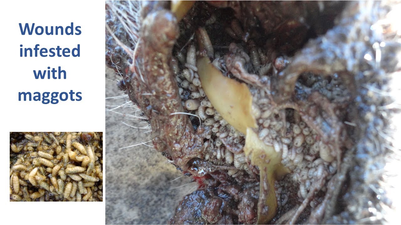 Maggots In People What To Do About Maggots In Fruit: How To Prevent