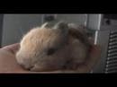 Super Tiny baby bunny crawling around apartment - YouTube
