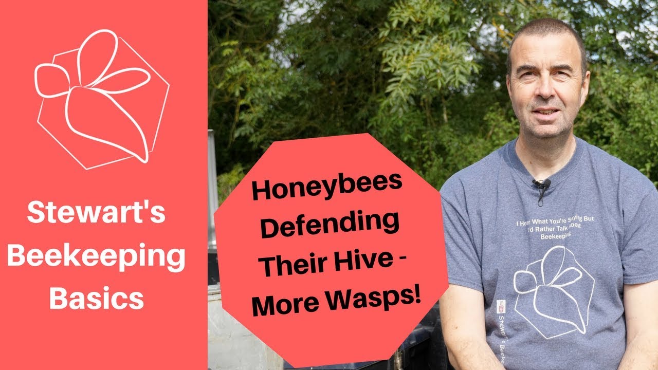 Honeybees Defending Their Hive - Stewart Spinks at The Norfolk Honey Co ...