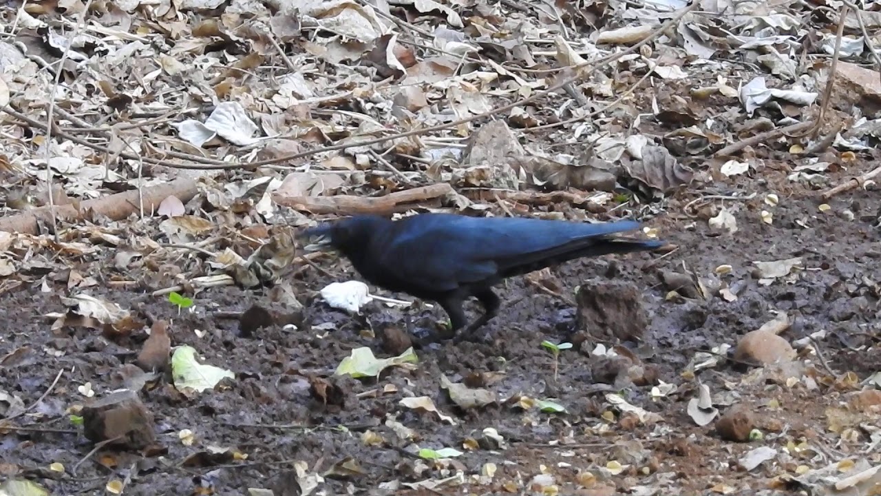 Amazing video of Jungle Crow hiding food or caching and covering with ...