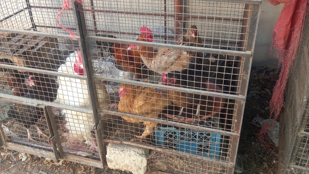 Ghar Ki Chat par Murgian| Shehar May Ghar ki Chat Par Murgian Kaisy ...