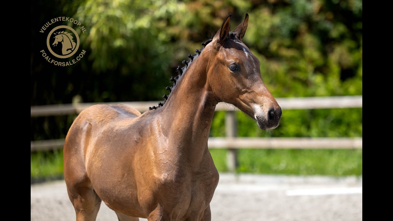 SOLD: Stallion 2024 - Extreme US x Johnson x De Niro - YouTube