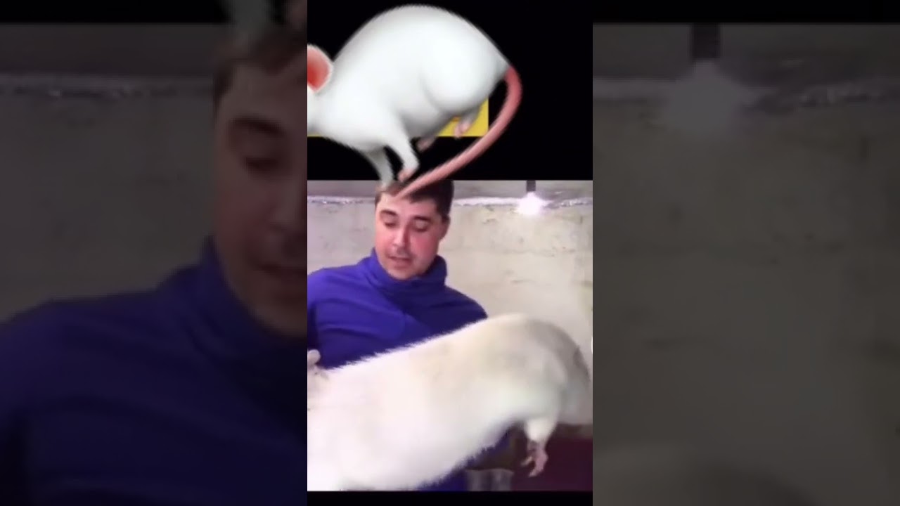 Soy el ratón - YouTube