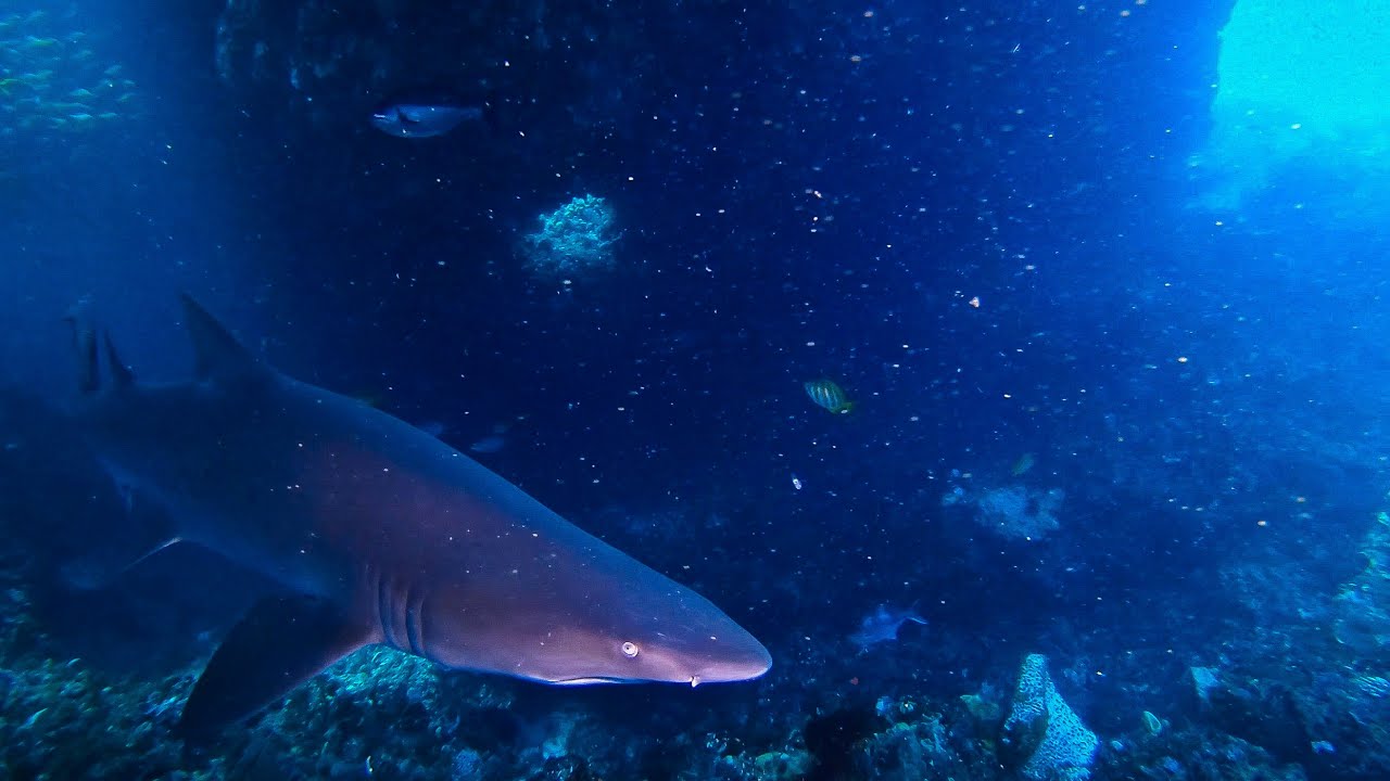 West end Shark cave, cray diving rotto - YouTube