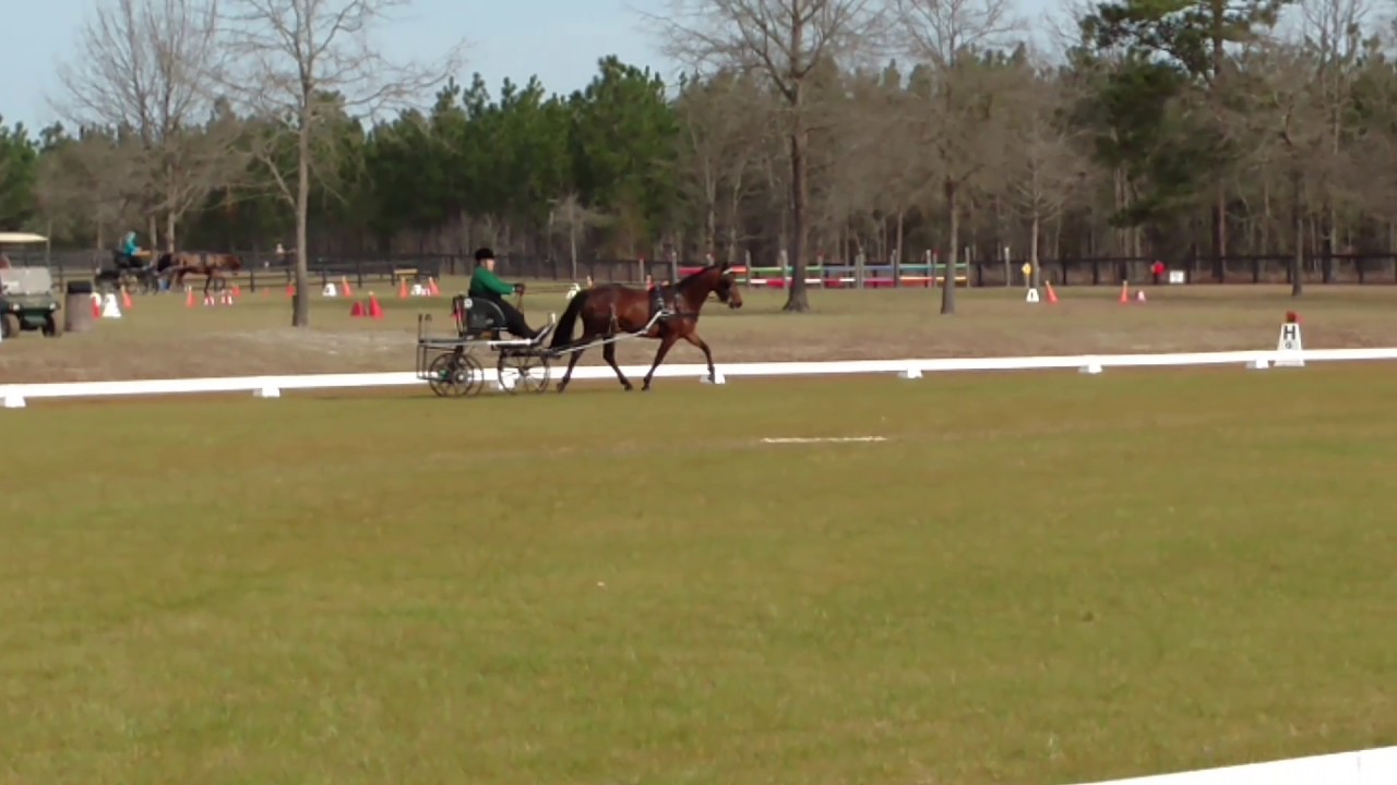 Cheryl Rivers and UVM Tirzah at Windsor Trace CDE dressage part 3 - YouTube
