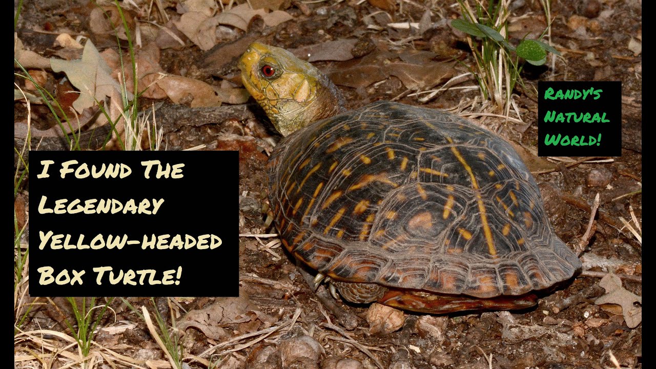 Finding an Ornate Box Turtle with a Yellow Head - YouTube