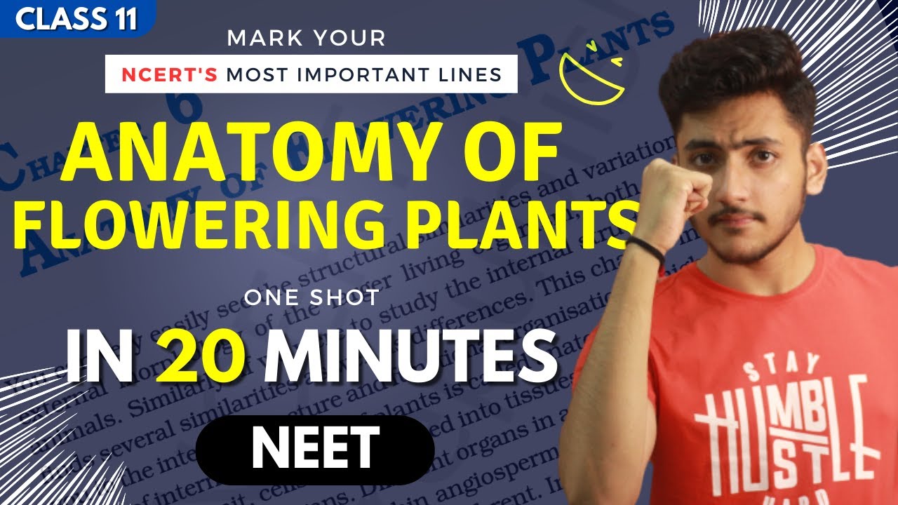 Anatomy of Flowering Plants Class 11 | Biology | For NEET | Full ...