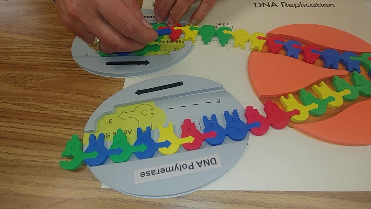 DNA Replication Lab Part 1 (WHS Biology) - YouTube
