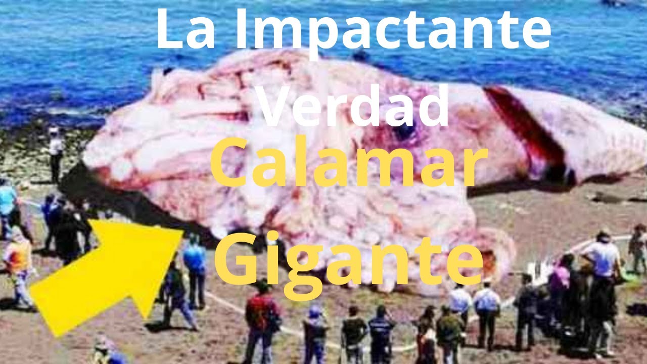 Calamar Gigante ¿Realidad o Leyenda? La Impactante Verdad sobre el ...