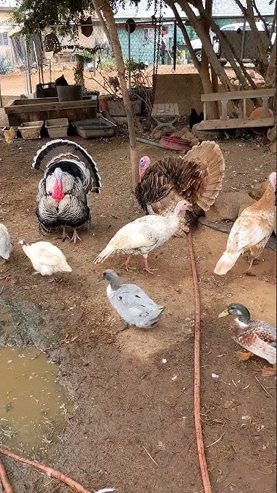 bird parade Thanksgiving turkeys ducks guinea fowl chickens and more ...