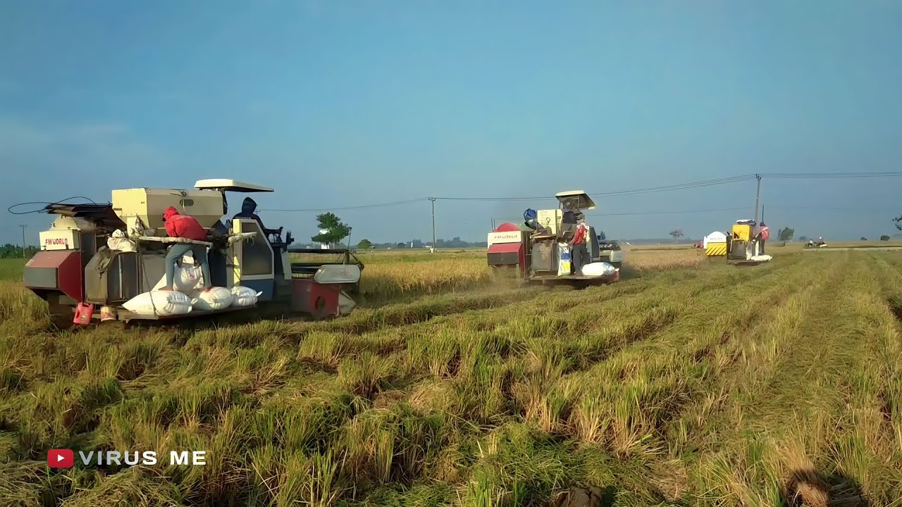 KOMBI SAWAH MEMANEN BARENG - YouTube