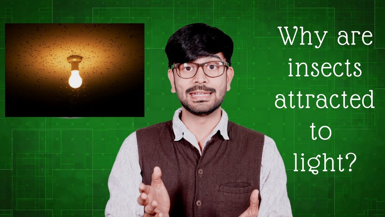 Why are insects attracted to light? | Science Nuggets with Daga ...