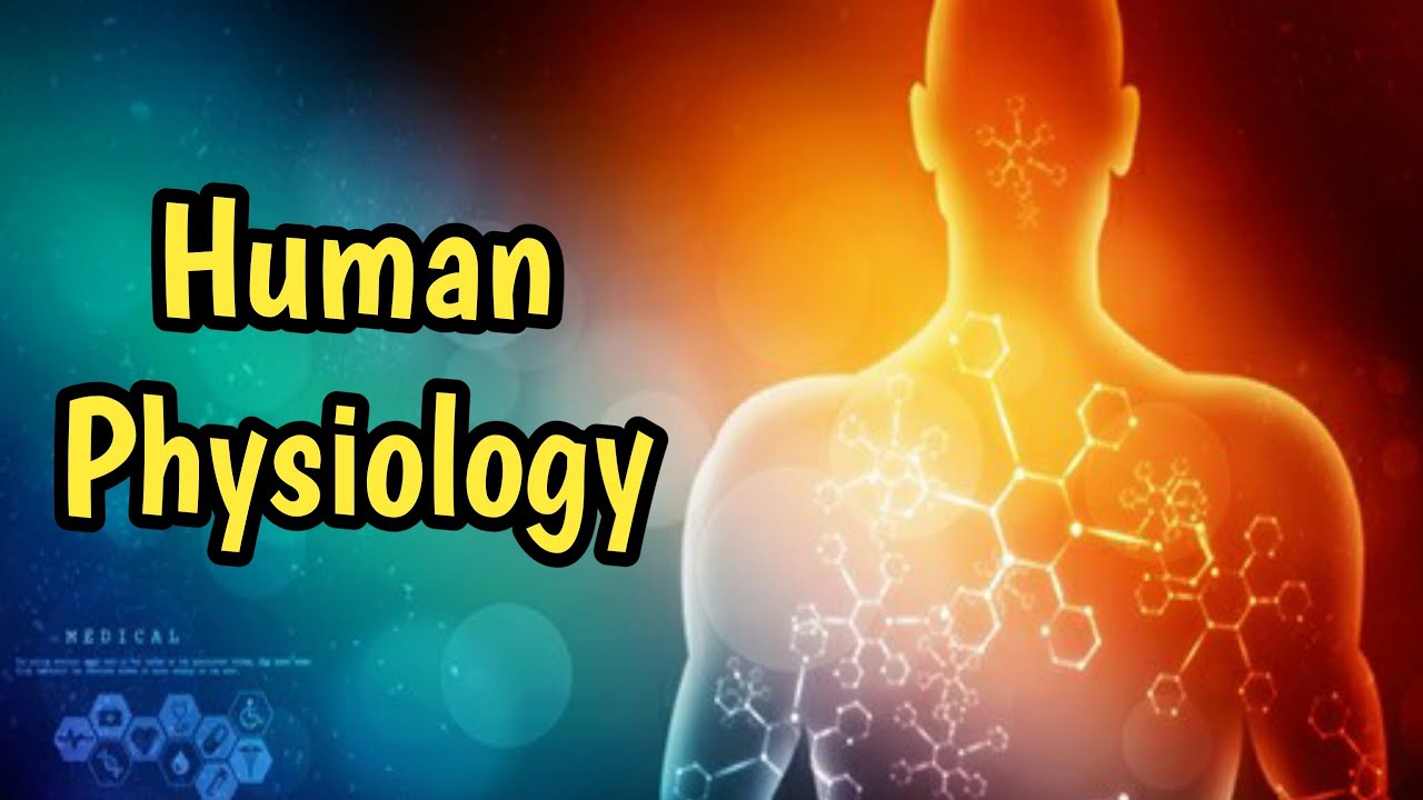 Human Physiology how mind works story of a man - YouTube
