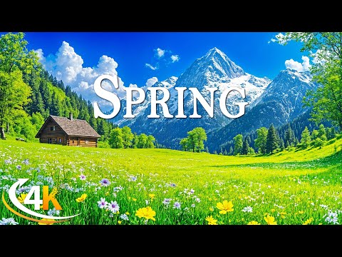 A Moment of Spring Life in Switzerland 🌷 Discover the Beauty of Swiss Countryside in 4K