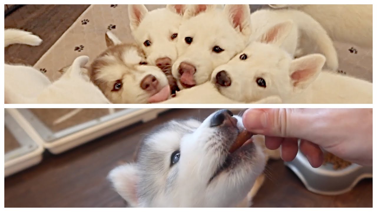 Husky Puppies Go Crazy for Treats! - YouTube