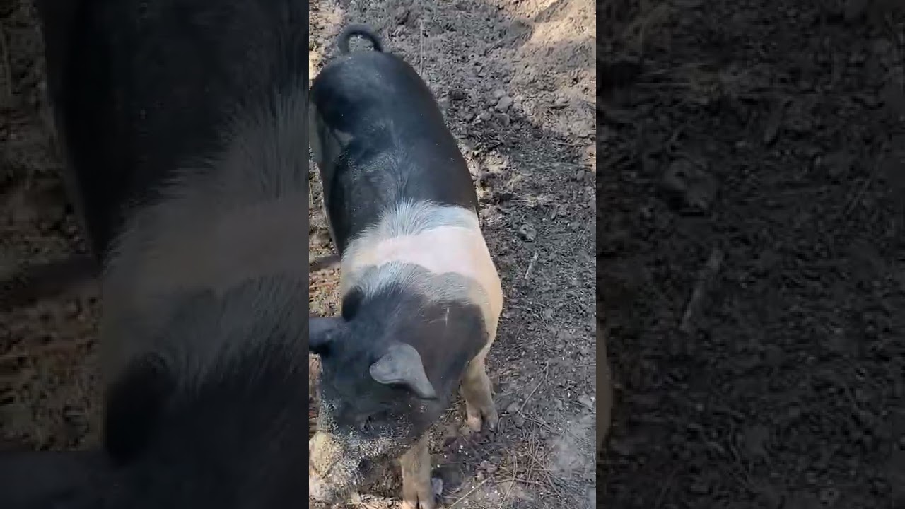 Why pigs root up - YouTube