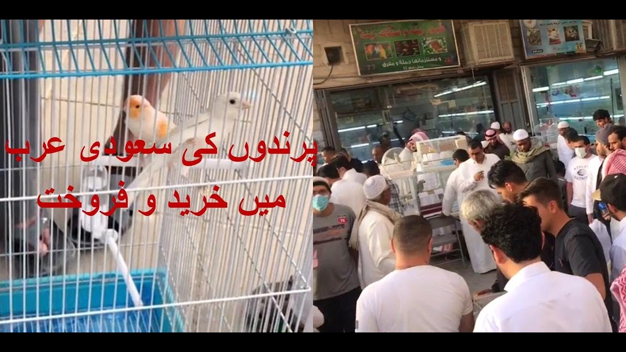 How to sell birds in Saudi Arabia / Riyadh Birds market update in Hindi ...