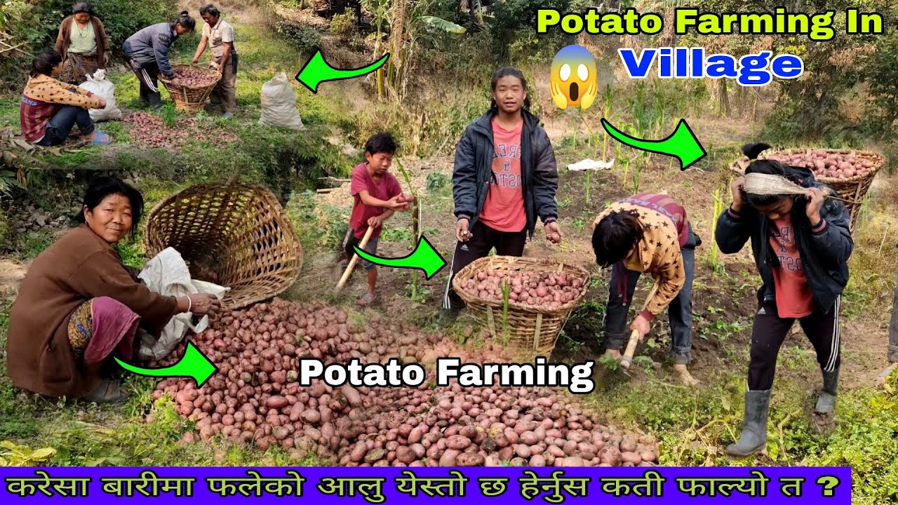 Potato Farming In Nepal Village Working System /Gajendra Rai/ Vlog ...