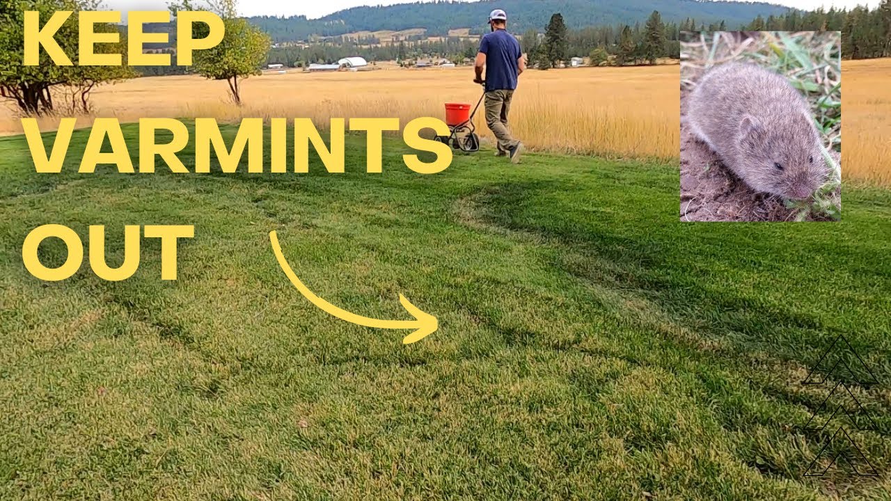 Voles Are Destroying This Lawn ||| How To Get Rid Of Them Fast - YouTube